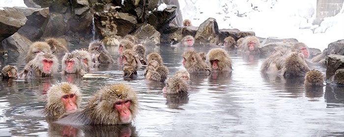 Pool of Snow Monkeys | Descriptive Writing | Scholastic Scope Magazine