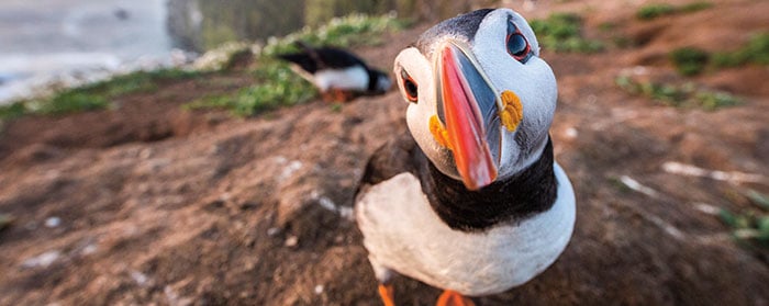 How to Save a Baby Puffin