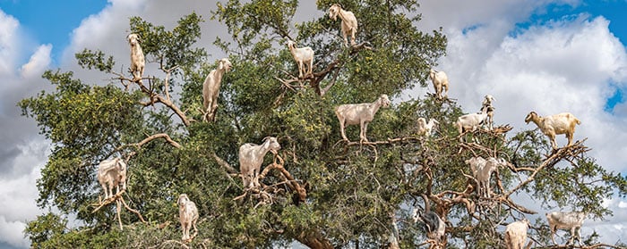 Goats in Trees