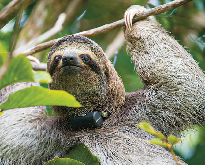 Funny Whispering Sloth Pictures With Captions