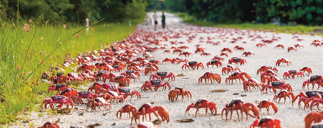 Crab Crossing