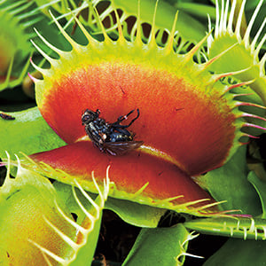 Jupiter Flytrap