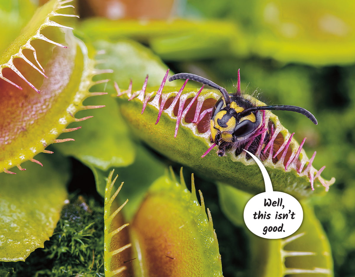 Jupiter Flytrap