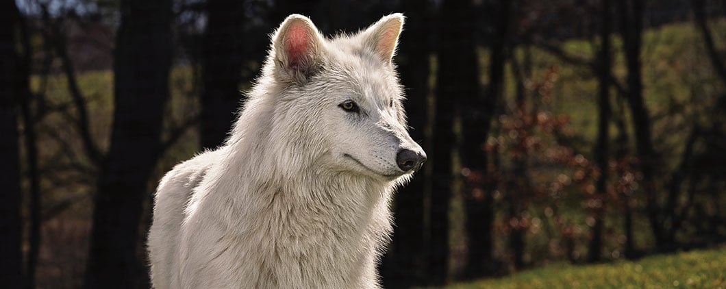 Bringing Back the Dire Wolf